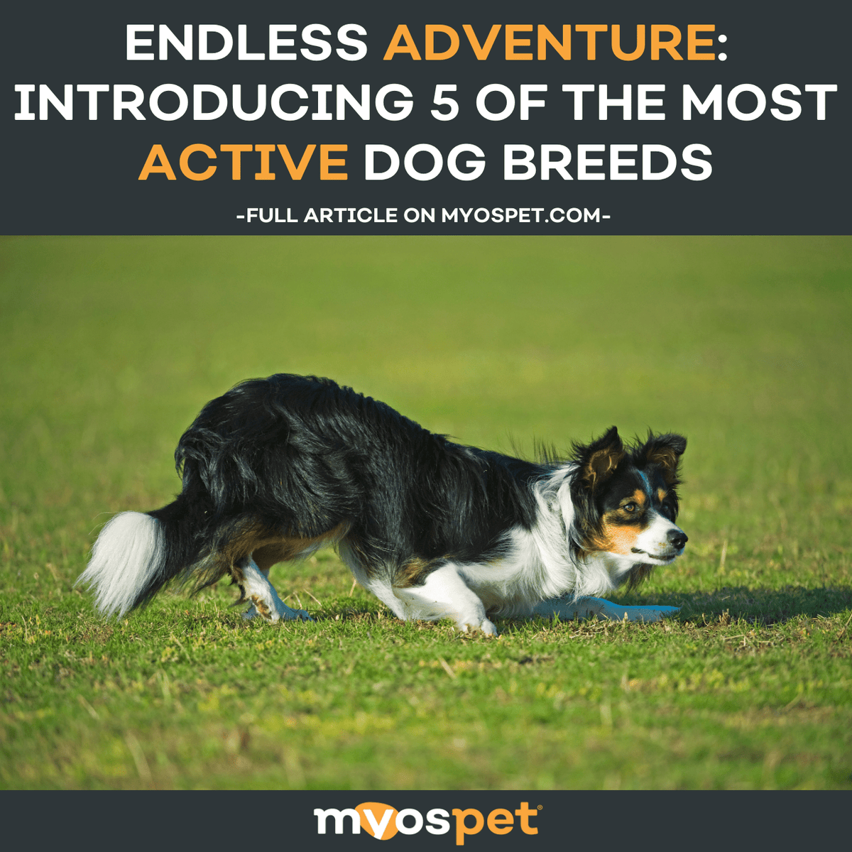 Endless Adventure: Introducing 5 of the Most Active Dog Breeds – Myos Pet