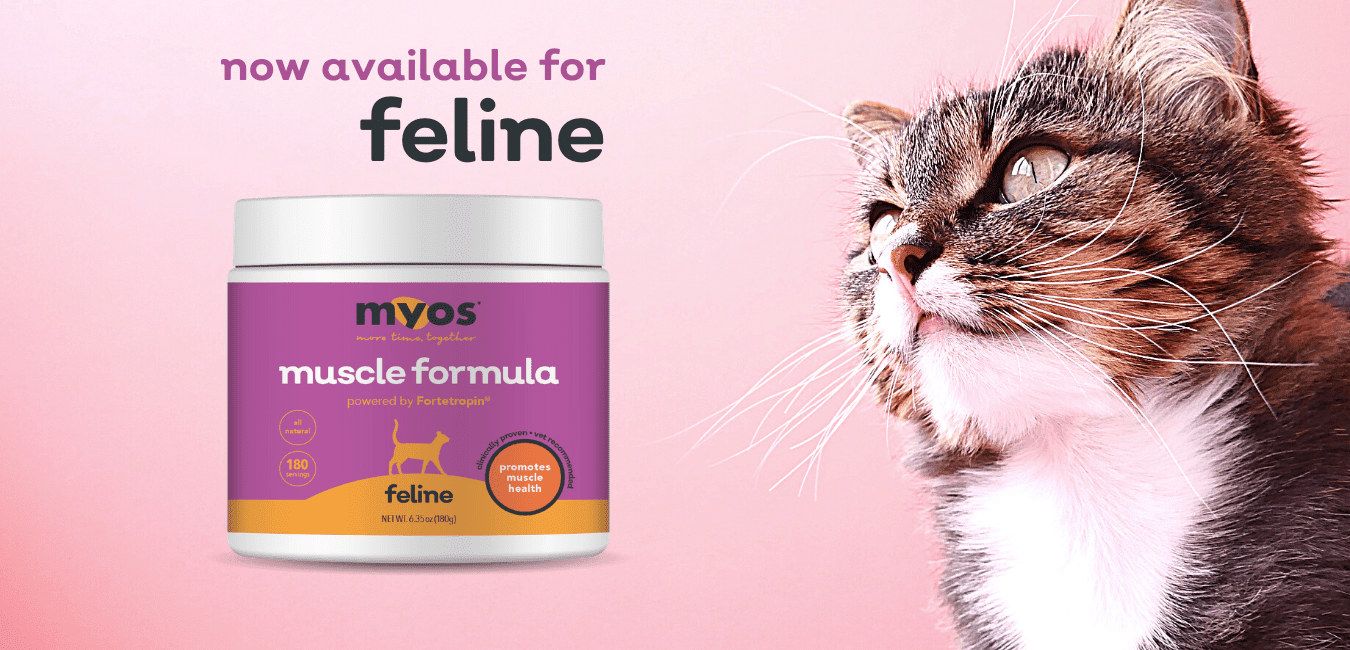 Our Latest Product is the Cat's Meow – Myos Pet