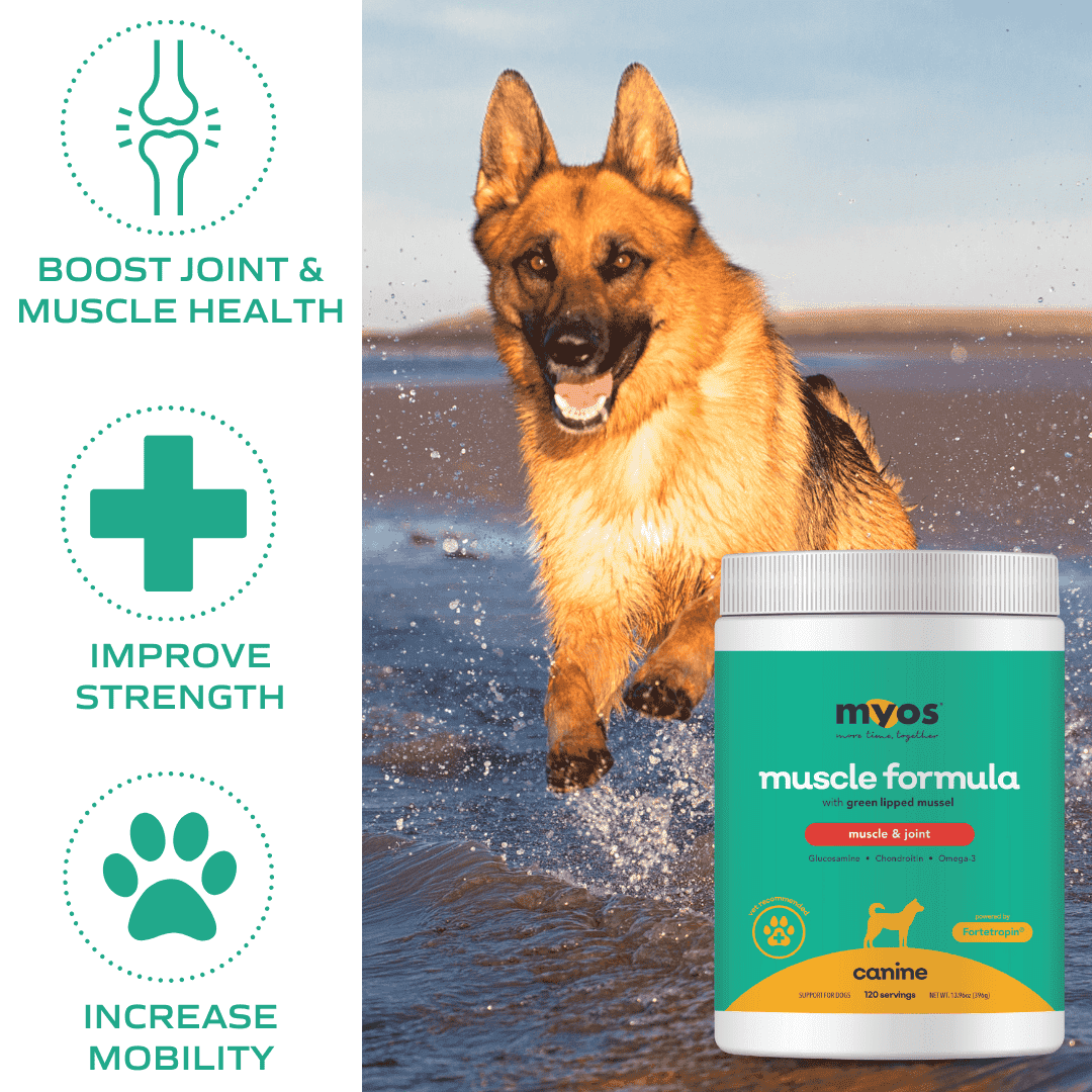 MYOS Canine Muscle & Joint Formula with Green Lipped Mussel – Myos Pet