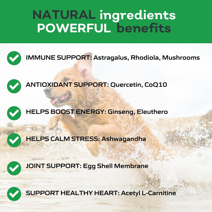 Canine Immunity Chew – Myos Pet